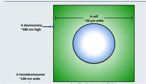 Lecture Cell Adhesions And Junctional Complexes Flashcards Quizlet