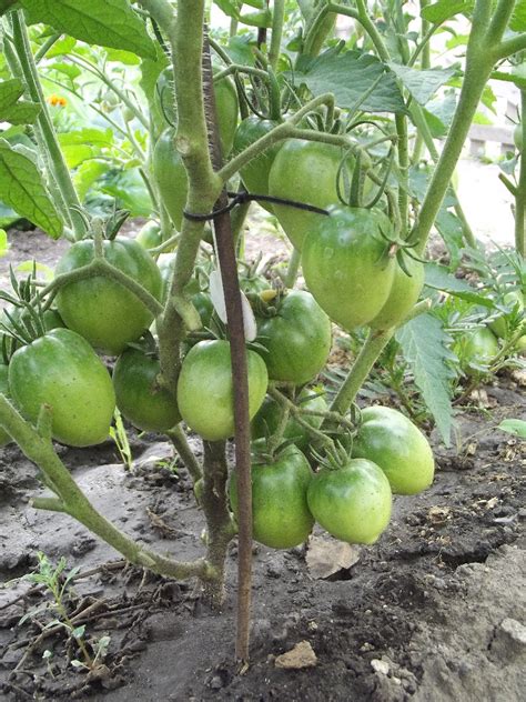Томат Грушовка: описание сорта, ОТЗЫВЫ (12), фото | tomatland.ru