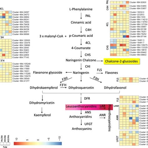 Regulation Of Anthocyanin Biosynthesis Pathway In Pitaya Fruit Pulps