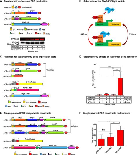 Stoichiometry Of Pcb Production Constructs A Pcb Production Assay