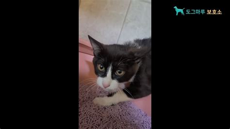 도그마루 보호소 코리안 숏 헤어 까미를 소개합니다 Youtube