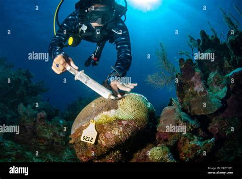 Marine Biologist Using Antibiotic To Treat Sick Brain Coral Affected By Stony Coral Tissue Loss