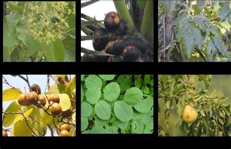 Photographs Of Some Common Tree Species Download Scientific Diagram