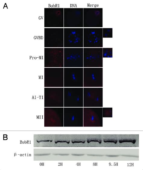 Subcellular Localization And Expression Of Bubr1 During Mouse Oocyte Download Scientific