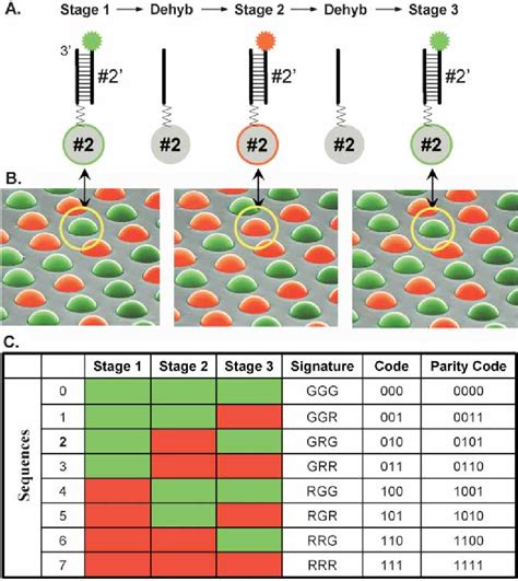 Figure 2 From Decoding Randomly Ordered Dna Arrays Semantic Scholar