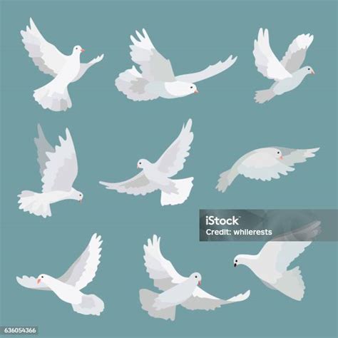 배경에 고립 된 흰색 비둘기 평화를 설정합니다 벡터 조류 그림입니다 비둘기에 대한 스톡 벡터 아트 및 기타 이미지 비둘기 다이빙 흰색 Istock