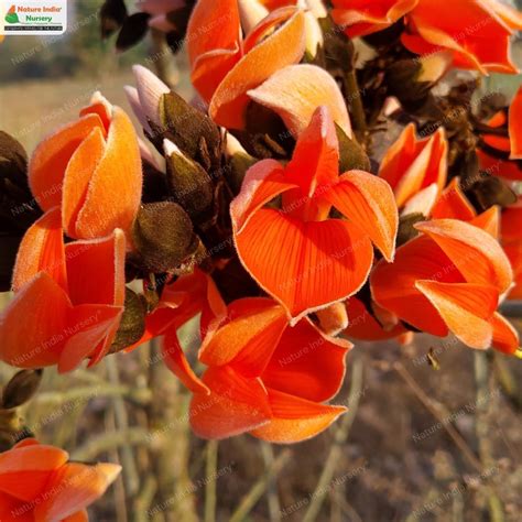 Buy Butea Monosperma Plant In Bulk Online Nature India Nursery