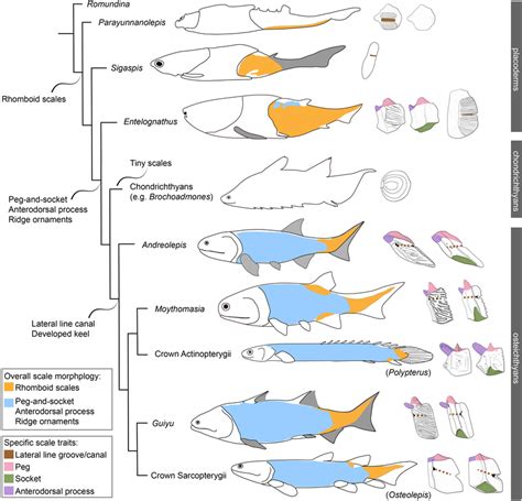 Phylogeny Of Early Jawed Vertebrates Showing The Transformation In