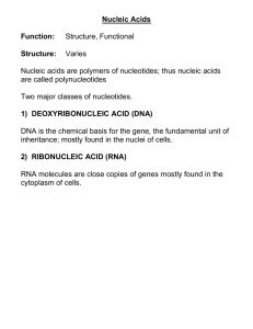 Nucleic Acids Worksheet