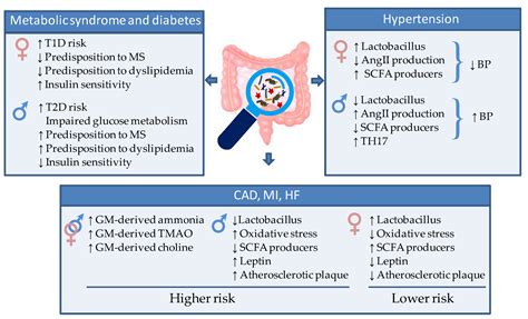 Gut Microbiotasex Hormone In Metabolic And Cardiovascular Disease