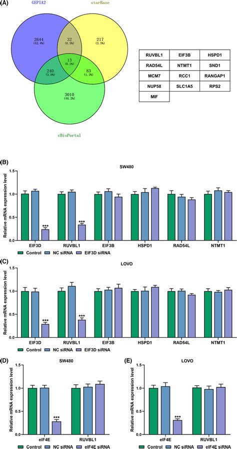Eif3d Silencing But Not Eif4e Silencing Decreased Ruvbl1 Expression In Download Scientific