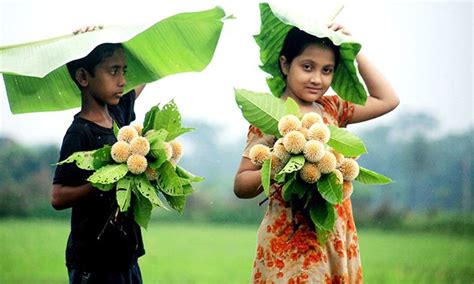 আজ পহেলা আষাঢ় সবুজের সমারোহে এলো বর্ষা