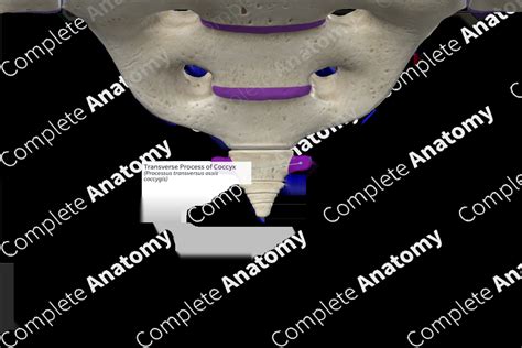 Transverse Process Of Coccyx Left Complete Anatomy