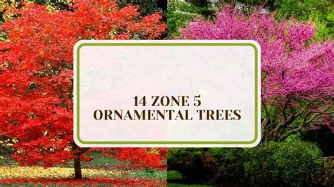 Zone Ornamental Trees To Personalize Your Garden Plant America