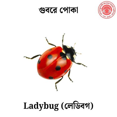 প্রতিদিন 10 টি প্রতিদিন 10 টি Vocabulary শিখুন