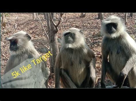 गध ज क तन बदर monkey monkey video YouTube