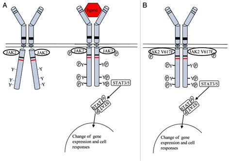 Signaling Via The Jak Stat Pathway A Ligand Binding Induces A Download Scientific Diagram