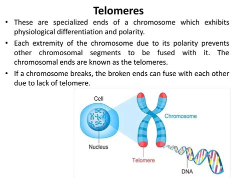 Chromosome Structureppt Principals Of Genetics Ppt Genetics Science