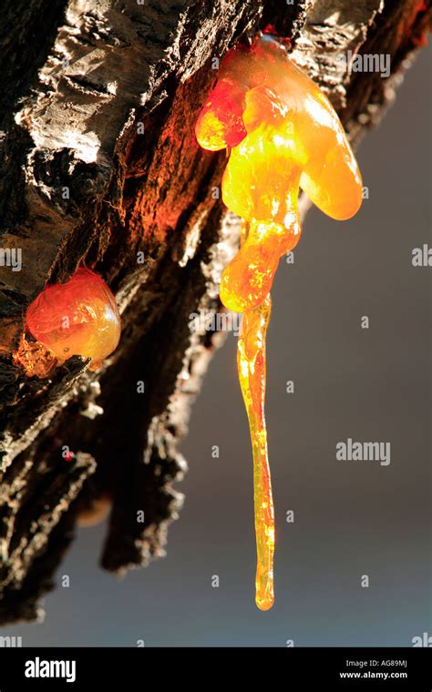 Tree Resin High Resolution Stock Photography And Images Alamy