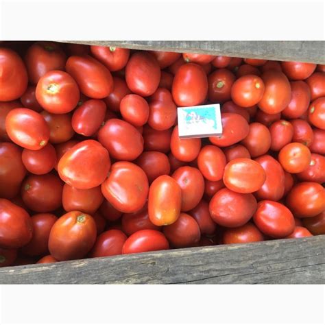 Продам помидор грунтовой, сорт Рио Гранде - Николаевская обл — Agro-Ukraine