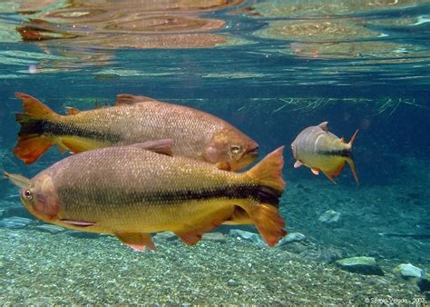 Brycon Définition Et Explications