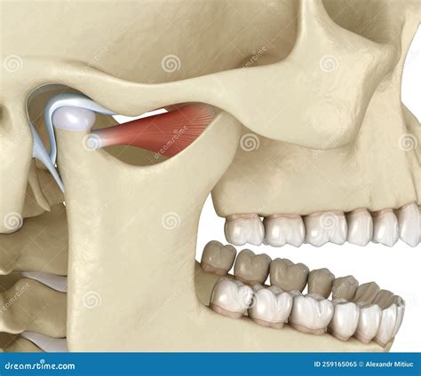 Dental Anatomy And Occlusion At Edna Mondragon Blog