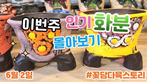 6월 2일 이번주 인기 화분 몰아보기 화분 꽃담다육스토리 예쁜화분 화분싸게파는곳 다육식물 多肉植物succulents 다육이 꽃담화분 Youtube