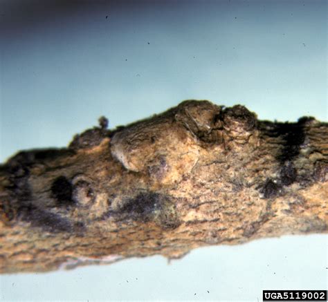 Mining Scale Howardia Biclavis