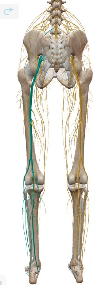 坐骨神経痛に効くツボ教えます！！ 姿勢・猫背を改善するトレーニングをトレーナーが伝授！三郷市のキヅスポ