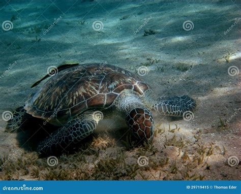 Sea Turtle Eats Stock Image Image Of Clean Egypt Beach 29719415