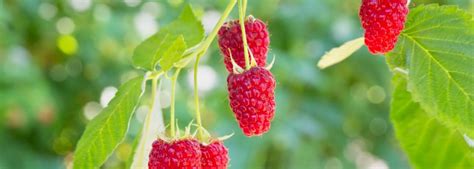 Red Raspberry Repamp Herbal Centre