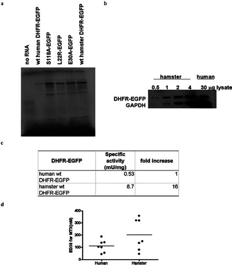 A Synthesis Of Wt Human Hamster And Variants Of Human Dhfr Egfp Download Scientific Diagram