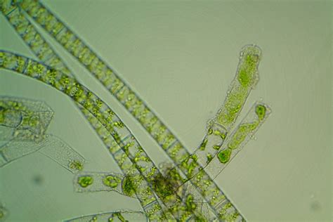 12 Captivating Facts About Archaea