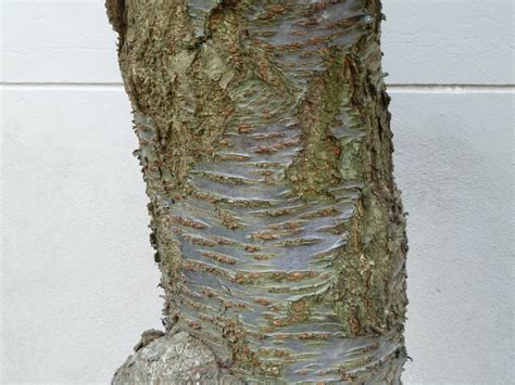 Cherry Tree Bark Texture