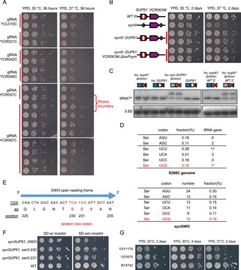 Debugging And Consolidating Multiple Synthetic Chromosomes Reveals