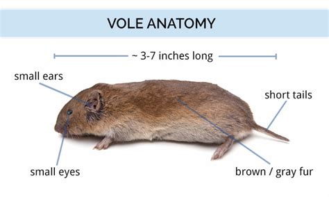 Vole Identification What Is A Vole What Do They Eat And Look Like