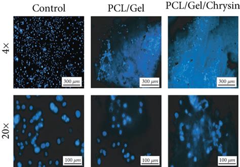 A The Cell Viability Of The DPSCs By DAPI Staining In Control Download Scientific Diagram