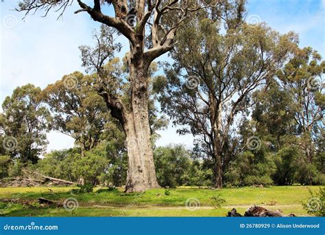Tuart Tree Near Ludlow Tuart Forest Stock Image Image Of Grass