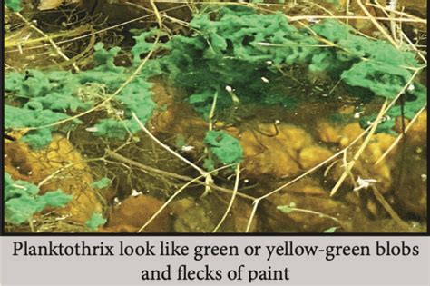 Invasive Species And Cyanobacteria Great East Lake Association