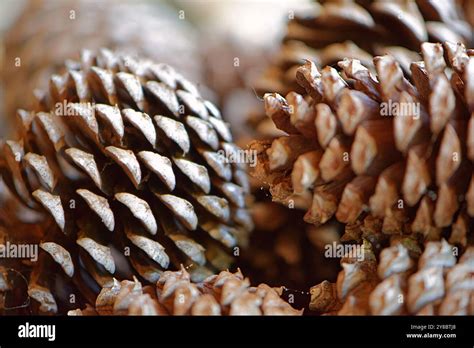 Pinecone Screensaver Hi Res Stock Photography And Images Alamy