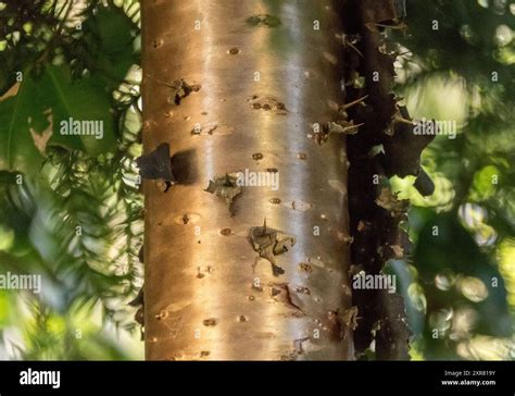 Shiny Metallic Looking Tree Trunk Of Australian Native Hoop Pine Tree Araucaria Cunninghamii
