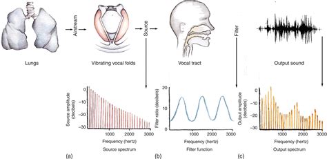 13 Anatomy And Physiology Of Speech Production Pocket Dentistry