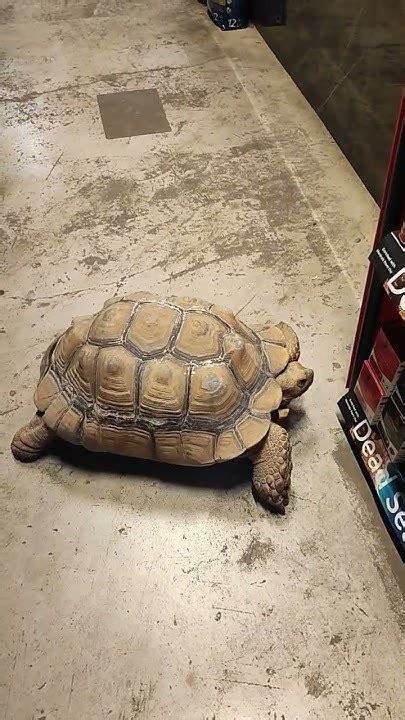 Turtle 🐢🫣🤩trending Trendingshorts Shortsfeed Shorts Song Youtube