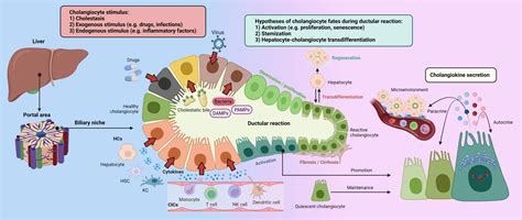 Frontiers Cholangiokines Undervalued Modulators In The Hepatic