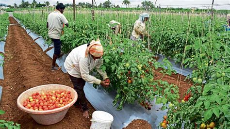 Tomato Prices To Moderate In Weeks With New Crop Arrivals Inventiva