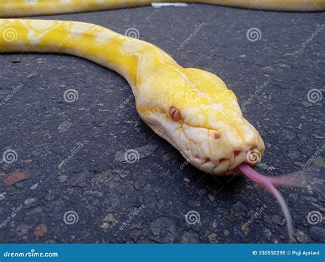 Snake Python Burma Colour Yellow Stock Image Image Of Colour Pattern 330550295