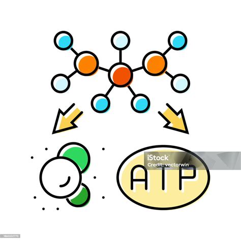 Vetores De Catabolismo Bioquímica Ícone De Cor Ilustração Vetorial E