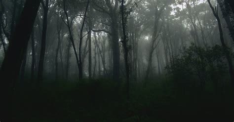 가지 검정색과 흰색 고독 고요한 공허한 광야 그레이스케일 나무 네 브리 나 대기의 덤불 마법에 걸린 무성한 미묘한 미스터리한 밀집한 박무