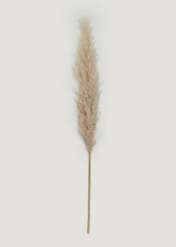 Buy Pampas Grass Single Stem Online In Jordan From Matalan