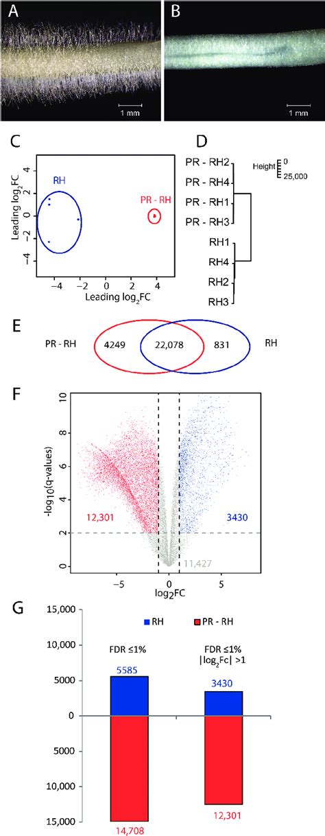 Sampling Concept And Rna Seq Results A Primary Roots With Root Hairs